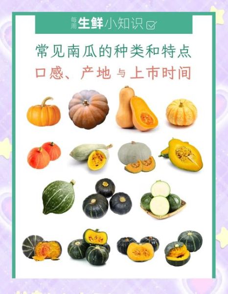 南瓜种类有哪些_如何挑选甜糯南瓜-第2张图片-山城妙识