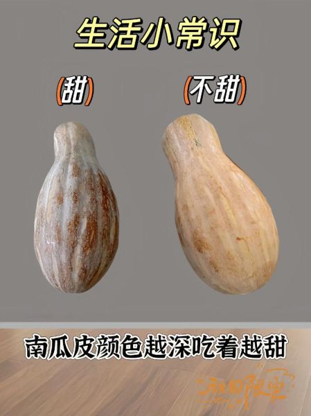 南瓜种类有哪些_如何挑选甜糯南瓜-第1张图片-山城妙识