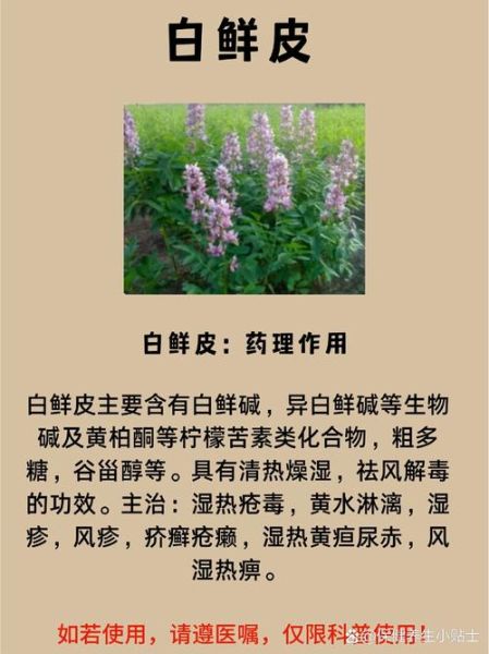 白鲜皮的功效与作用_白鲜皮多少钱一斤-第1张图片-山城妙识