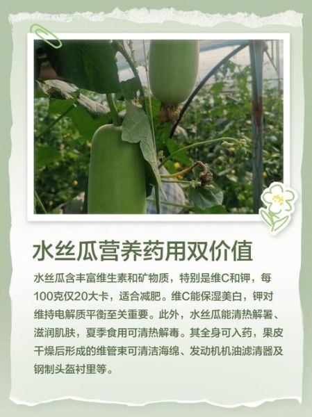 水瓜和丝瓜的区别_水瓜是丝瓜吗-第3张图片-山城妙识