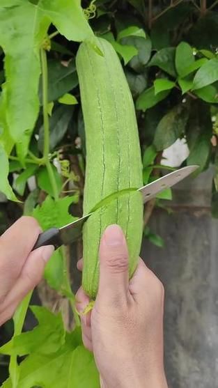 水瓜和丝瓜的区别_水瓜是丝瓜吗-第2张图片-山城妙识