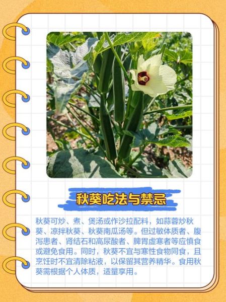 秋葵app怎么下载_秋葵app安全吗-第1张图片-山城妙识