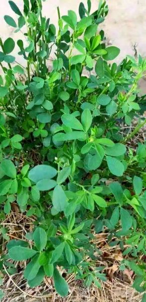 50只羊一年吃几亩苜蓿_苜蓿地能养多少只羊-第1张图片-山城妙识 50只羊一年吃几亩苜蓿_苜蓿地能养多少只羊-第1张图片-山城妙识