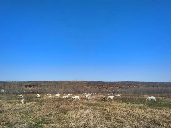 50只羊一年吃几亩苜蓿_苜蓿地能养多少只羊-第3张图片-山城妙识 50只羊一年吃几亩苜蓿_苜蓿地能养多少只羊-第3张图片-山城妙识