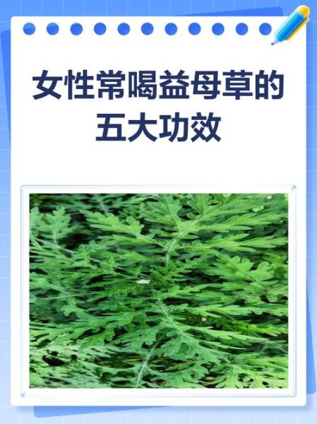 月经期喝益母草的危害_经期喝益母草有什么副作用-第2张图片-山城妙识
