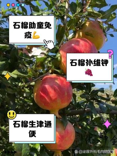 儿童吃石榴有什么好处_石榴对儿童有哪些营养功效-第1张图片-山城妙识