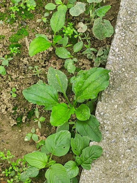 车前子能长期泡水喝吗_车前子功效与作用图片-第2张图片-山城妙识