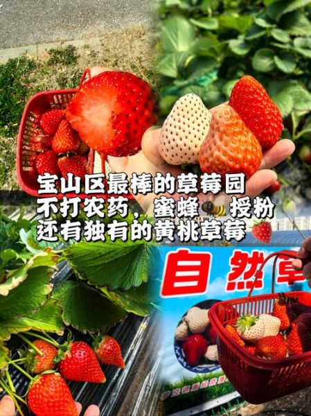 草莓什么季节成熟_草莓几月份可以摘-第3张图片-山城妙识