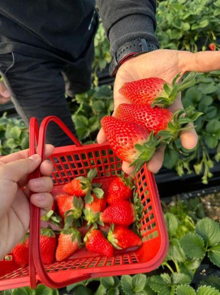 草莓什么季节成熟_草莓几月份可以摘-第2张图片-山城妙识