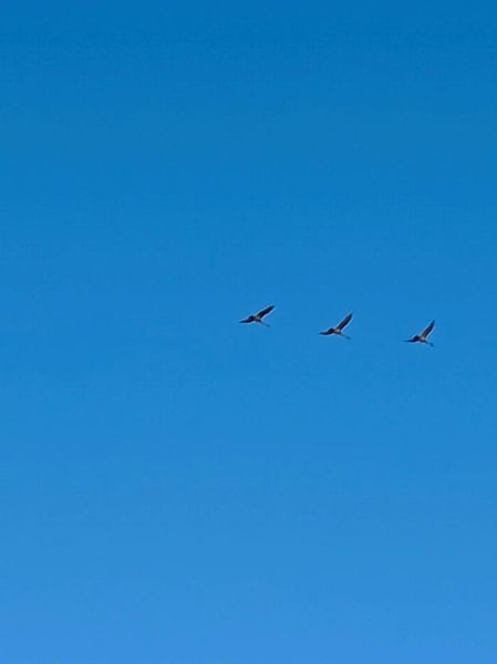 大雁南飞_为什么大雁要排队飞行-第1张图片-山城妙识