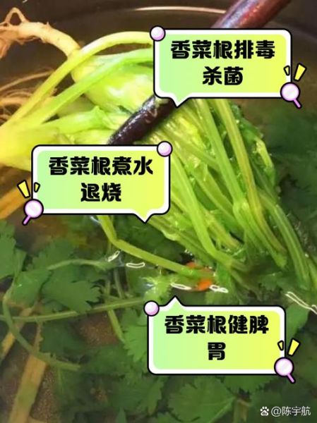 香菜根煮水能天天喝吗_香菜根煮水的功效与作用-第3张图片-山城妙识