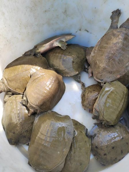 甲鱼多少钱一斤_甲鱼价格行情中国水产网-第2张图片-山城妙识