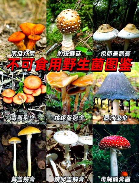 野生菌图片大全大图_如何辨别有毒与可食用-第1张图片-山城妙识