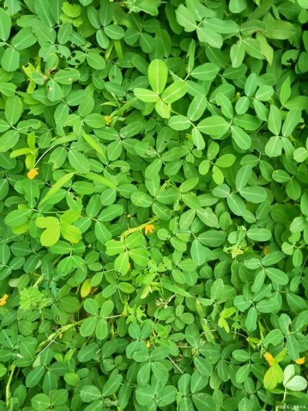 苜蓿草有几种图片_苜蓿草品种图片大全-第1张图片-山城妙识 苜蓿草有几种图片_苜蓿草品种图片大全-第1张图片-山城妙识