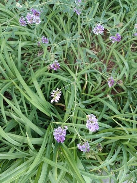 苜蓿草有几种图片_苜蓿草品种图片大全-第2张图片-山城妙识 苜蓿草有几种图片_苜蓿草品种图片大全-第2张图片-山城妙识