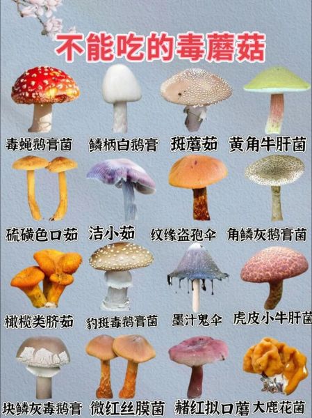 野生菌图片大全大图_如何辨别有毒与可食用-第2张图片-山城妙识