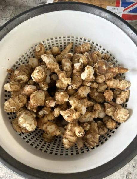 洋姜什么时候收获_洋姜收获最佳月份-第1张图片-山城妙识 洋姜什么时候收获_洋姜收获最佳月份-第1张图片-山城妙识