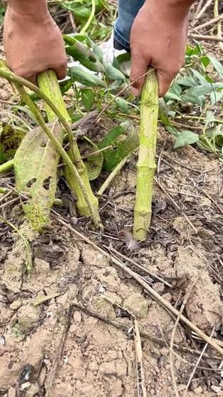 洋姜什么时候收获_洋姜收获最佳月份-第2张图片-山城妙识 洋姜什么时候收获_洋姜收获最佳月份-第2张图片-山城妙识