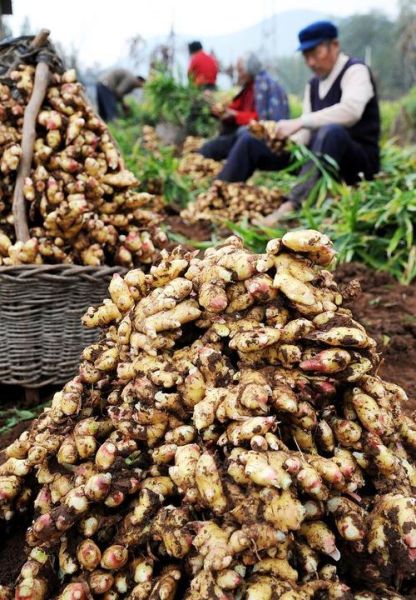 洋姜什么时候收获_洋姜收获最佳月份-第3张图片-山城妙识 洋姜什么时候收获_洋姜收获最佳月份-第3张图片-山城妙识