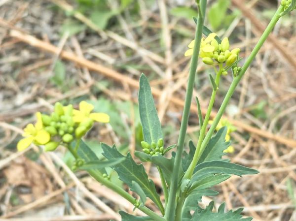 小芥菜长什么样子_如何辨别小芥菜与雪里蕻-第3张图片-山城妙识