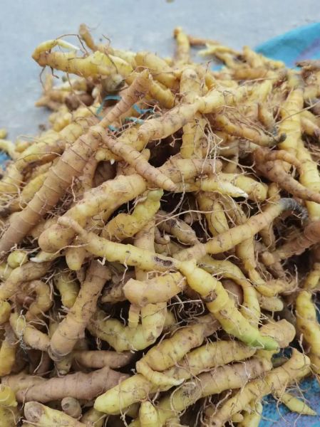 玉竹多少钱一斤_玉竹价格行情-第1张图片-山城妙识