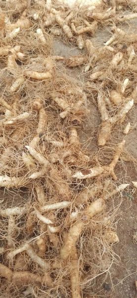 玉竹多少钱一斤_玉竹价格行情-第2张图片-山城妙识