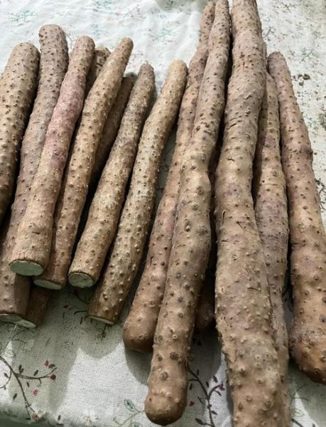 铁棍山药哪里正宗_温县垆土铁棍山药为什么好-第1张图片-山城妙识