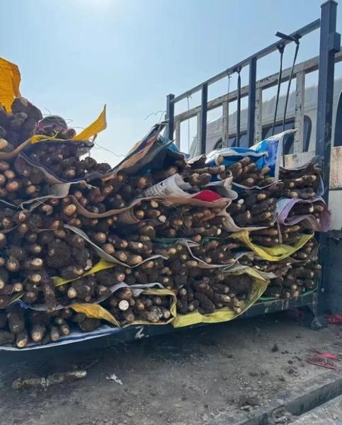 铁棍山药哪里正宗_温县垆土铁棍山药为什么好-第3张图片-山城妙识