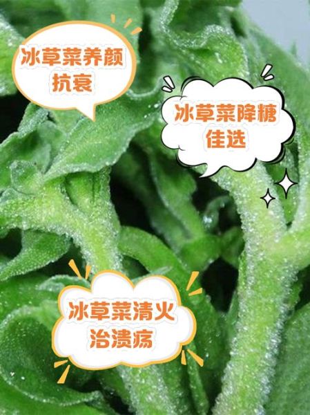 冰草多少钱一斤_冰草价格受哪些因素影响-第1张图片-山城妙识
