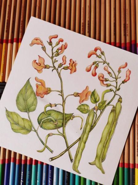 四季豆卡通图片怎么画_四季豆简笔画步骤-第3张图片-山城妙识 四季豆卡通图片怎么画_四季豆简笔画步骤-第3张图片-山城妙识