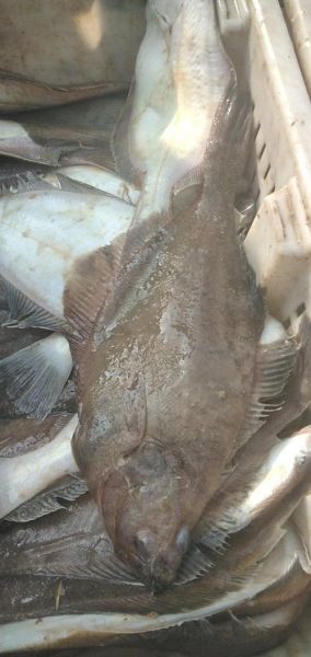 老板鱼学名是什么_老板鱼是鳐鱼吗-第3张图片-山城妙识 老板鱼学名是什么_老板鱼是鳐鱼吗-第3张图片-山城妙识