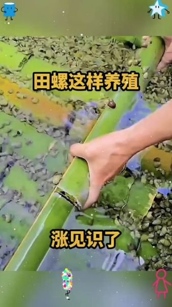 田螺养殖技术视频_田螺怎么养殖-第1张图片-山城妙识