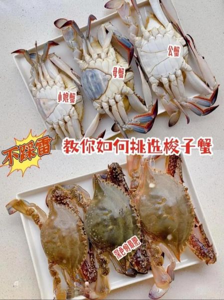 三点蟹和梭子蟹的区别_怎么挑选-第2张图片-山城妙识 三点蟹和梭子蟹的区别_怎么挑选-第2张图片-山城妙识