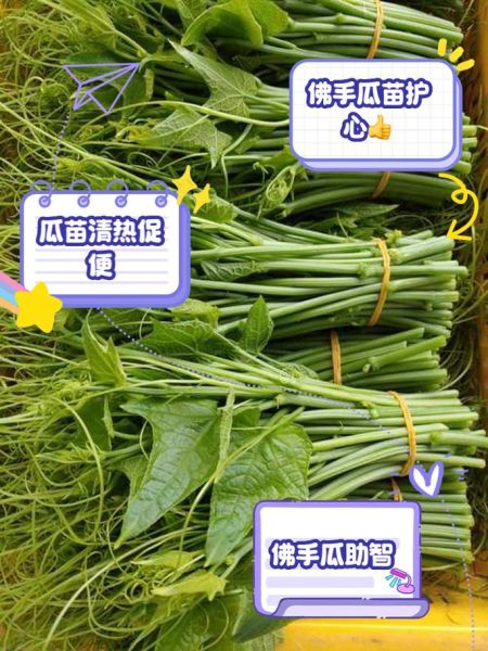 佛手瓜苗孕妇可以吃吗_孕妇吃佛手瓜苗的注意事项-第1张图片-山城妙识