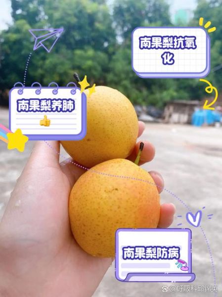 南果梨的营养价值_南果梨的功效与作用-第2张图片-山城妙识