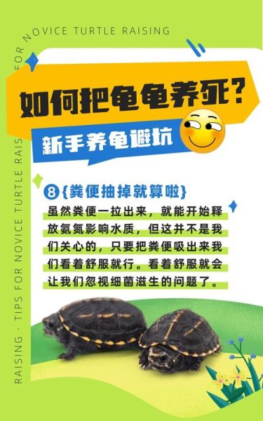 乌龟养双必死是真的吗_如何避免乌龟互斗-第2张图片-山城妙识