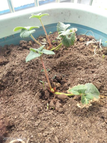 草莓怎么种_家庭阳台种植草莓步骤-第3张图片-山城妙识