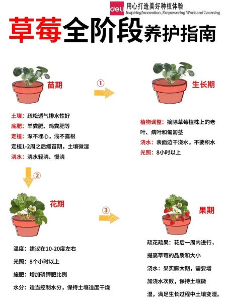 草莓怎么种_家庭阳台种植草莓步骤-第1张图片-山城妙识
