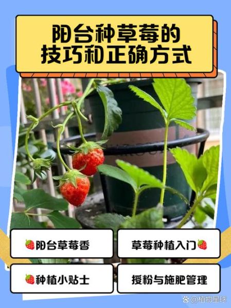 草莓怎么种_家庭阳台种植草莓步骤-第2张图片-山城妙识