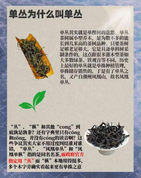 单枞茶属于什么茶_单枞茶是绿茶还是乌龙茶-第2张图片-山城妙识 单枞茶属于什么茶_单枞茶是绿茶还是乌龙茶-第2张图片-山城妙识