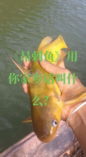 钢针鱼的营养价值_钢针鱼的功效与作用-第2张图片-山城妙识