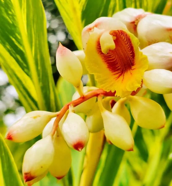 豆蔻年华是指多少岁_豆蔻年华的出处与含义-第1张图片-山城妙识