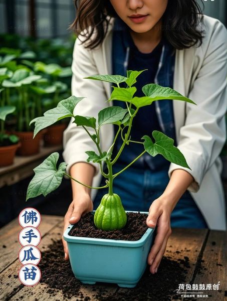 佛手瓜种种子还是种瓜_哪个出苗快-第3张图片-山城妙识