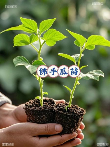 佛手瓜种种子还是种瓜_哪个出苗快-第1张图片-山城妙识