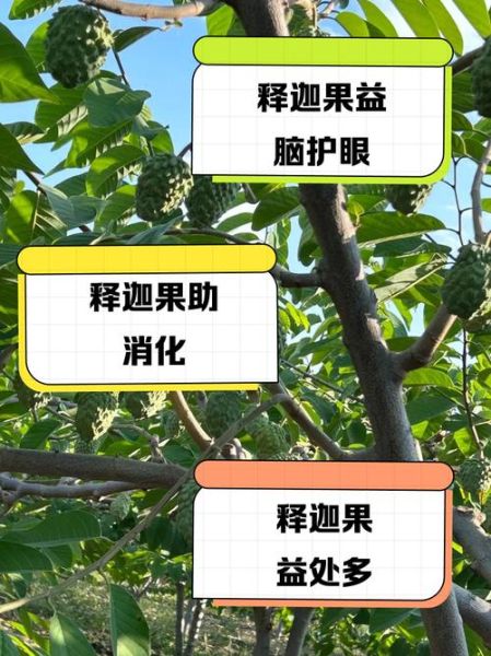 释迦果的营养价值_释迦果的功效与作用-第2张图片-山城妙识