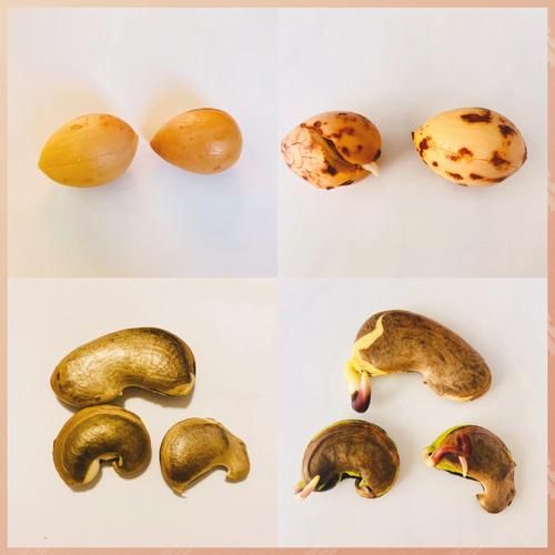 牛油果的核能吃吗_牛油果核能怎么吃-第3张图片-山城妙识