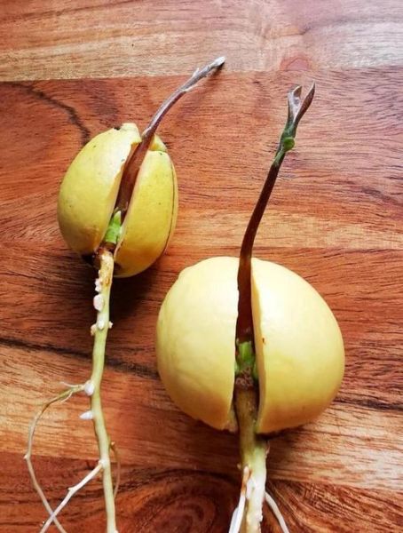 牛油果的核能吃吗_牛油果核能怎么吃-第2张图片-山城妙识