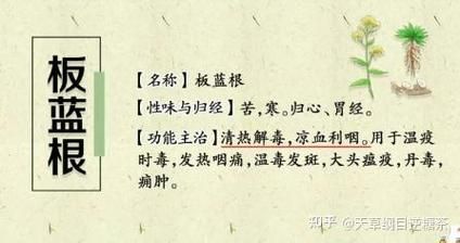 板蓝根冲剂的功效与作用_板蓝根冲剂能预防感冒吗-第3张图片-山城妙识