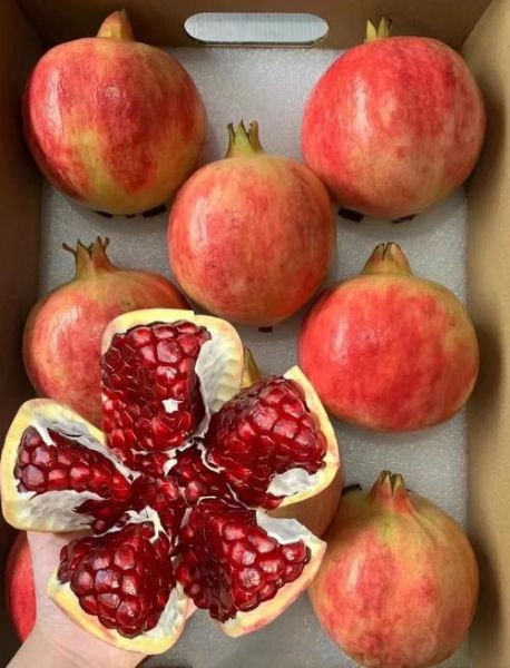 软籽石榴的功效与作用_软籽石榴的禁忌有哪些-第2张图片-山城妙识