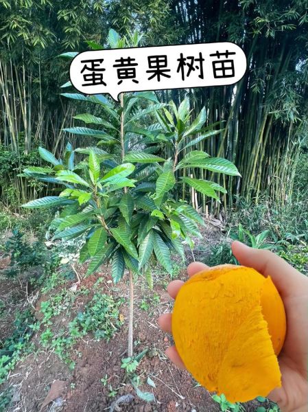 鸡蛋果树几年结果_鸡蛋果树怎么种植-第1张图片-山城妙识 鸡蛋果树几年结果_鸡蛋果树怎么种植-第1张图片-山城妙识